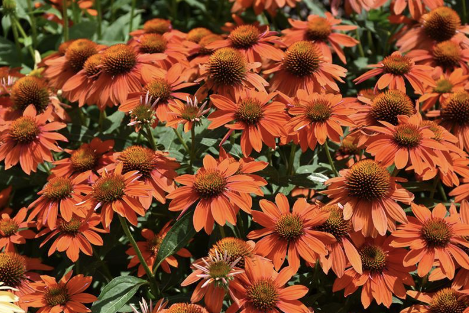 What are the best plants that thrive in Winnipeg's climate? - Your ...
